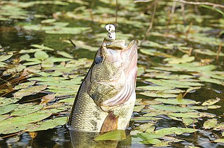 Driftwood Outdoors: Farm pond fly fishing for largemouth bass will ...