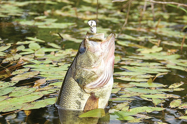 Driftwood Outdoors: Farm pond fly fishing for largemouth bass will ...