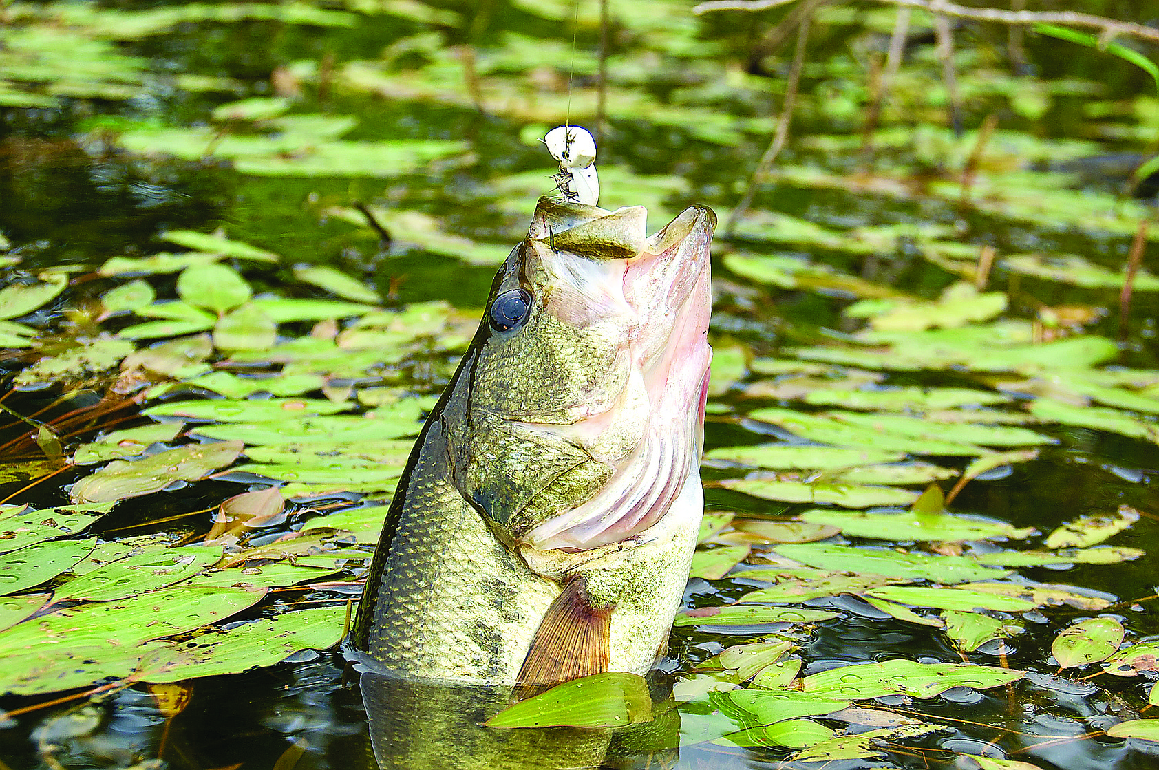 Driftwood Outdoors: Farm pond fly fishing for largemouth bass will ...