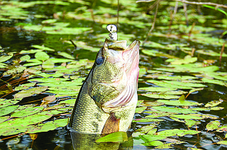 Driftwood Outdoors: Farm pond fly fishing for largemouth bass will ...