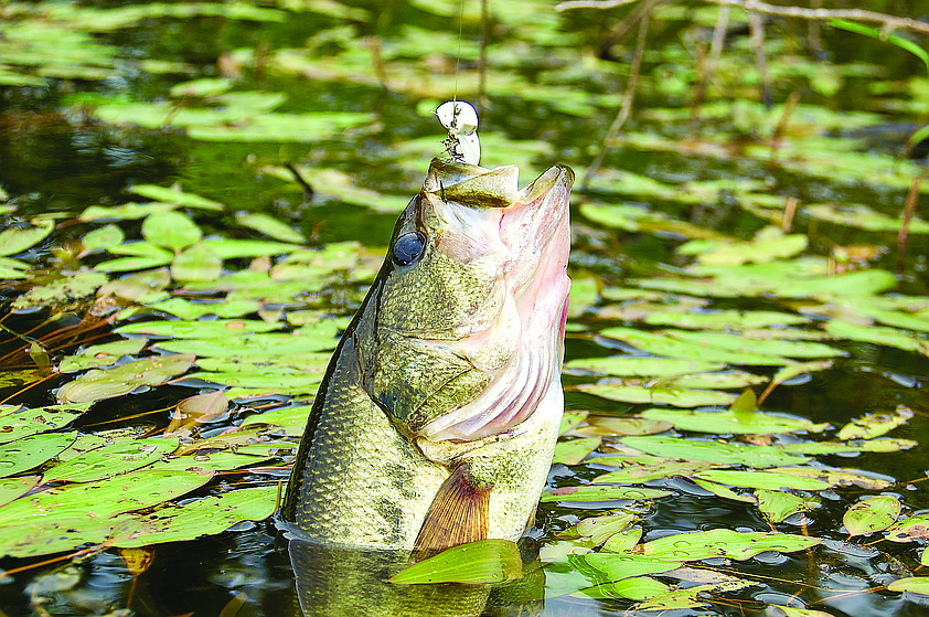 Driftwood Outdoors: Farm pond fly fishing for largemouth bass will ...