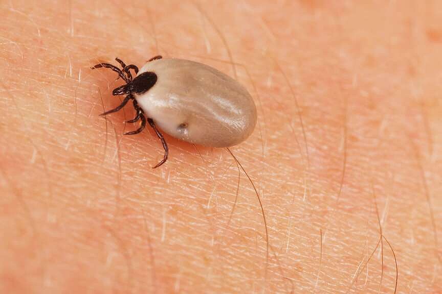 As tick-related ER visits climb, MU Extension recommends permethrin ...