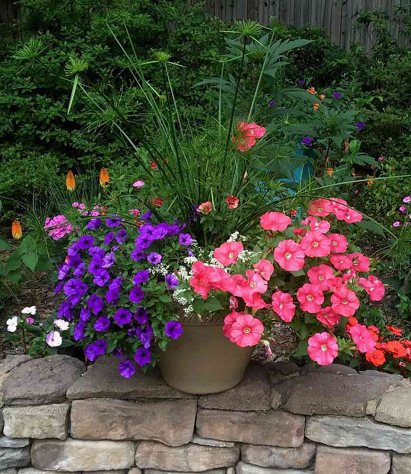 On Gardening: Queen Tut papyrus brings best of art, architecture ...