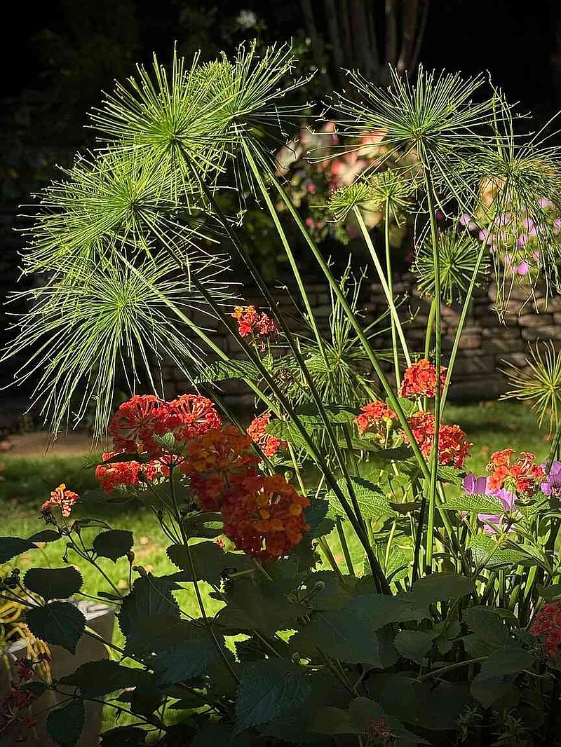 On Gardening: Queen Tut papyrus brings best of art, architecture ...