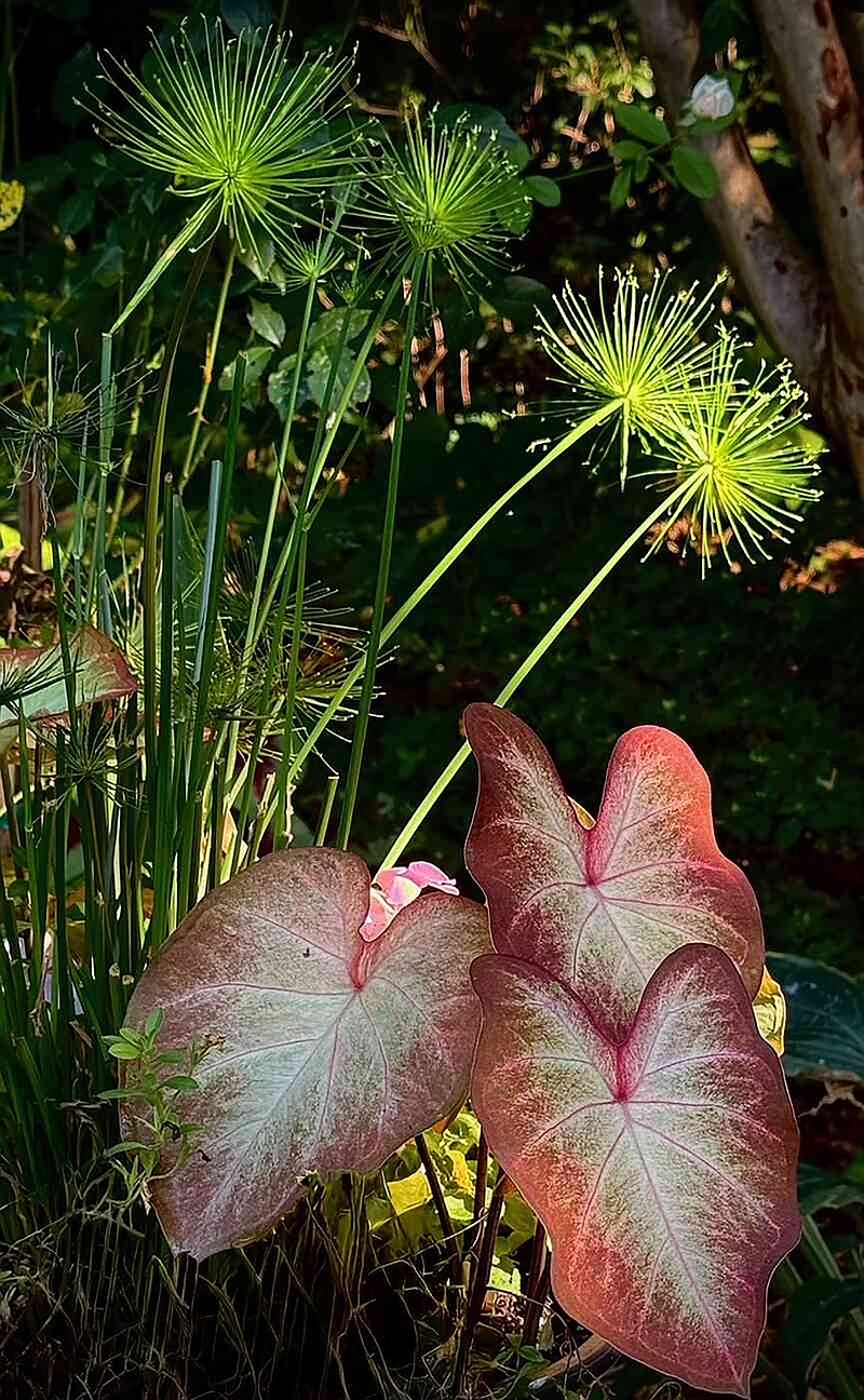 On Gardening: Queen Tut papyrus brings best of art, architecture ...