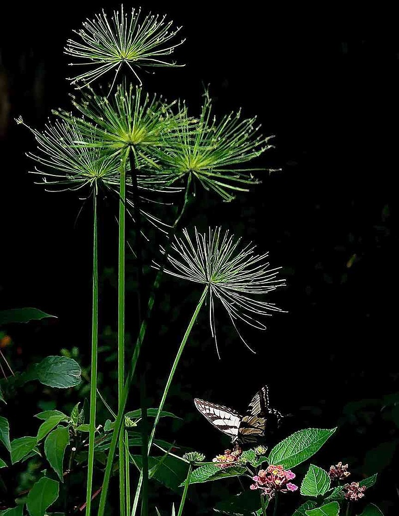 On Gardening: Queen Tut papyrus brings best of art, architecture ...