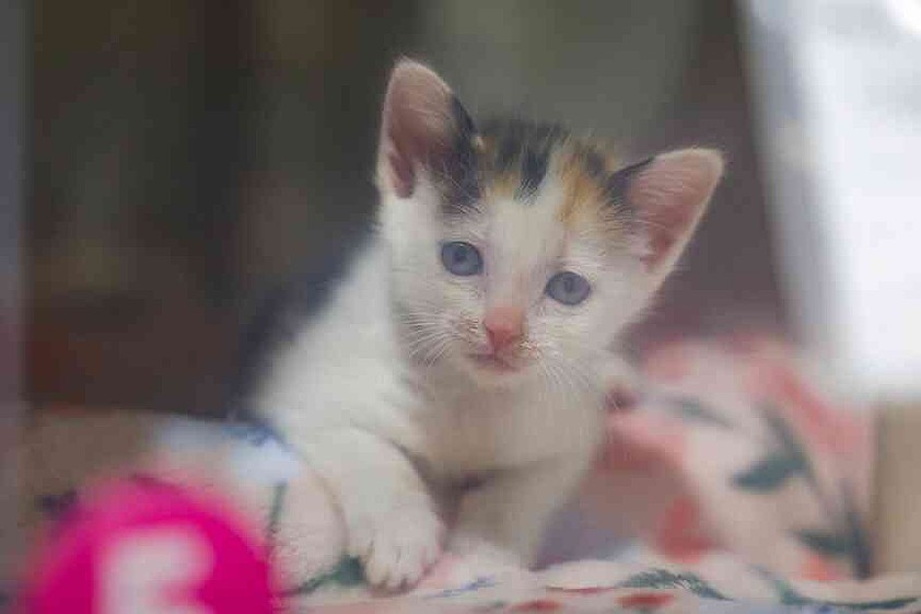 In animal shelters, newborn kittens are uniquely vulnerable. This ...