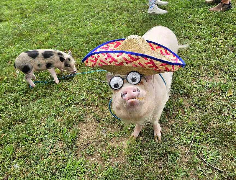 Family with famous pig hopes to save, educate about more porcines ...