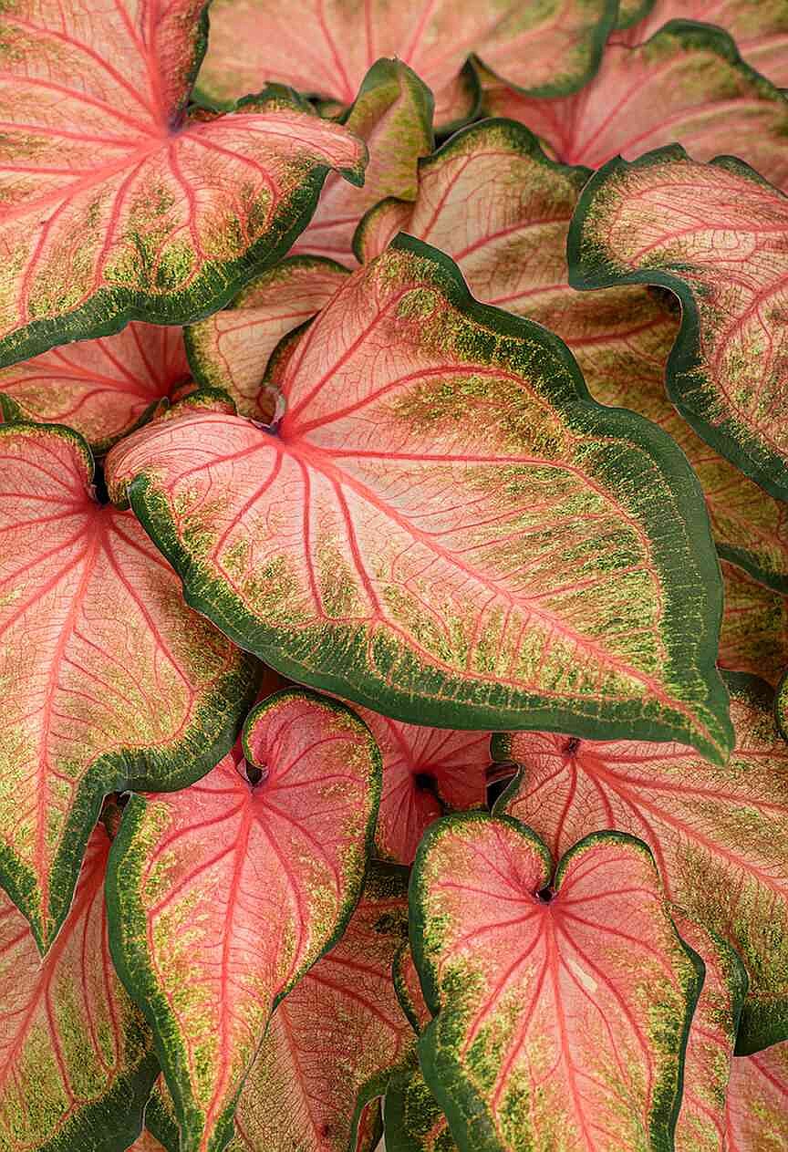 ON GARDENING: Heart to Heart Chinook named ‘Caladium of the Year ...