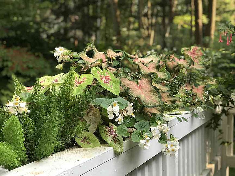 ON GARDENING: Heart to Heart Chinook named ‘Caladium of the Year ...
