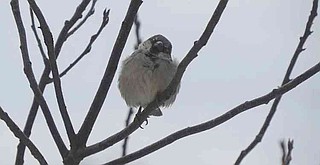 A major tool for bird conservation? Your yard | Jefferson City News Tribune